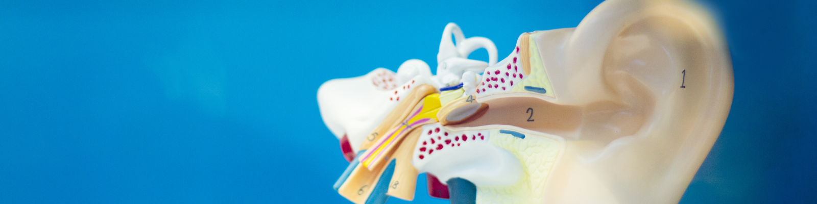 Qué es la rehabilitación vestibular? | FisioClinics Logroño